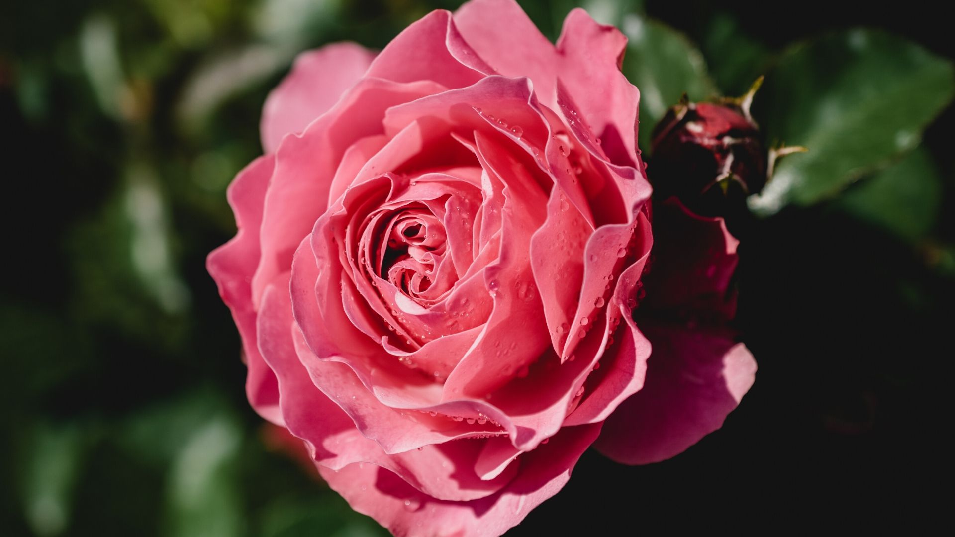 Les bienfaits de la rose pour votre rituel beauté - Mes Astuces Faciles